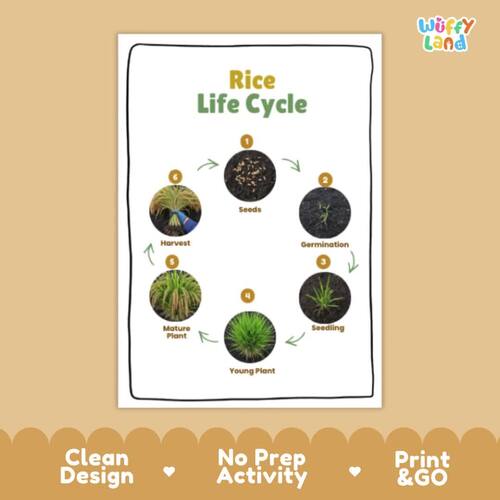 Rice Life Cycle Activity Cut and Paste Worksheet Science Farm Unit ...
