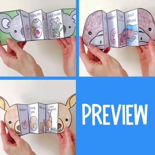 Australian animals life cycles folding craft activities kangaroo koala ...