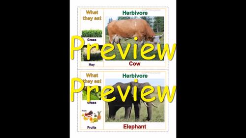 Herbivores - Flash cards, Worksheets - with Real Images | TpT
