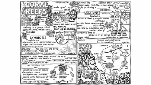 Coral Reefs Doodle Notes & Quiz + PP | Polyps, Symbiosis & Reef Ecosystem