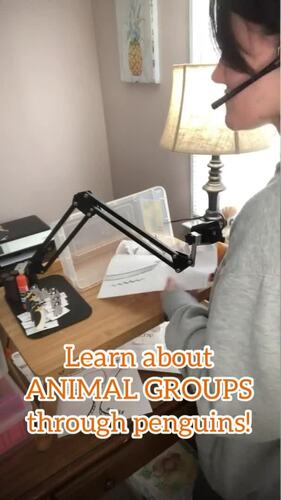 Animal Groups NGSS Project – Third Grade Ecosystem and Survival ...