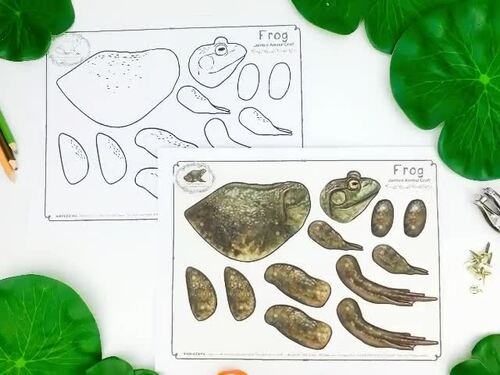 Frog | Jointed Animal Craft | Articulated Craft Template | Frogs