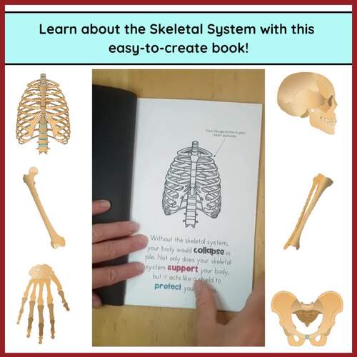 "Skeletal System Book" | Teach Bone Anatomy & Function in the Human Body