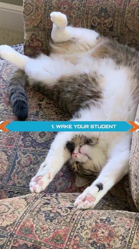 Dogs in Space Checking for Understanding by Support 4 Reading | TpT