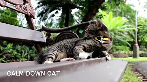 Calm Down Cat Kit | Self Regulation, Classroom Management, Kindergarten ...
