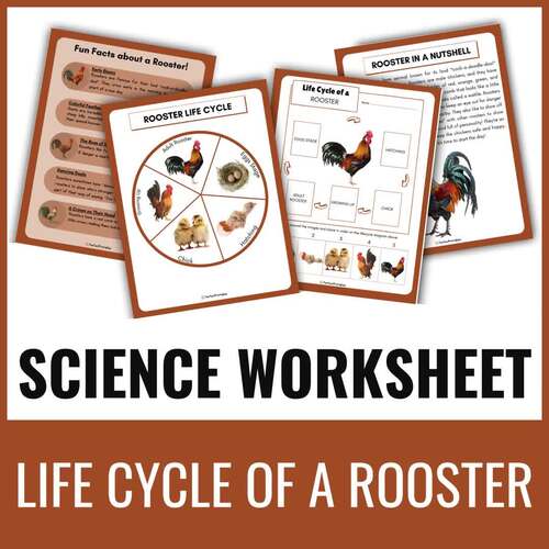 Rooster Life Cycle Worksheet | Farm Animal Unit Study With Fun Facts!