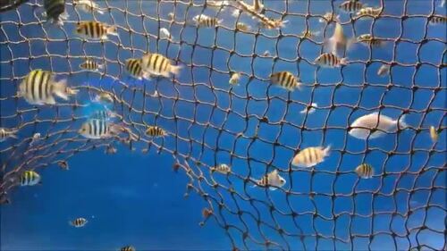 Ghost Nets | Video Lesson, Handout, Worksheets | Environmental Earth ...