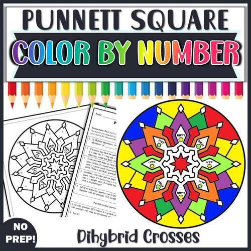 Dihybrid Crosses Punnett Squares Color by Number | Biology Review Worksheet
