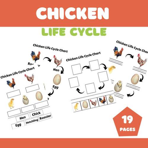 Life Cycle of a Chicken by Colorful Creative Printables | TPT