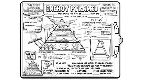 Energy Pyramid Doodle Notes & Quiz | NGSS Energy Flow & Trophic Levels