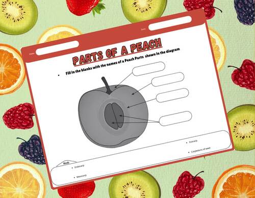 Peach Anatomy Diagram:Parts of a Peach Worksheets,Labeling,Coloring ...