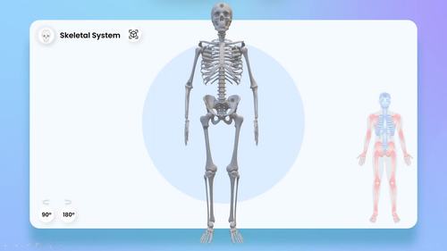3D Skeletal System | Interactive PowerPoint Presentation by Creative ...