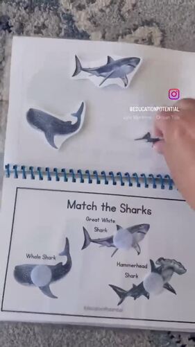 Shark: Interactive Comprehension Book by EducationPotential | TPT