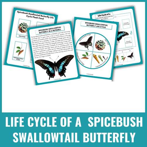 Spicebush Swallowtail Life Cycle | Butterfly Unit Study With Fun Facts!