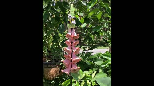 Clay Foxglove Garden Stack Patterns. Spring and Summer Slab Built ...