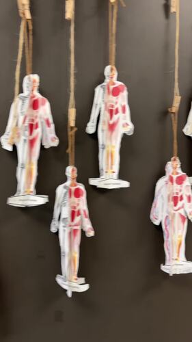 3D Human Body Systems | Science Craft by CKLAinthird | TPT