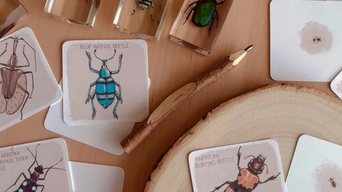 Beetles Study Activity Magnifying Glass Matching Game / Bugs Flash Cards