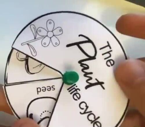 Plant Life Cycle Wheel {Activity} - Ms Marwa Tarek by Ms Marwa Tarek