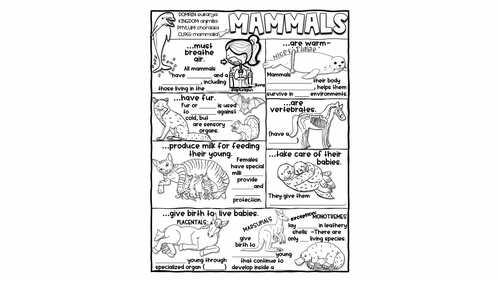 Mammals Doodle Notes & Quiz | Animal Classification & Adaptations ...