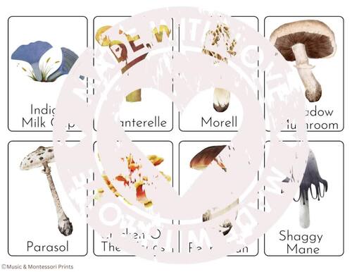 Mushroom Identification/Montessori 3 Part+Info Cards/Cap Shapes/Types ...