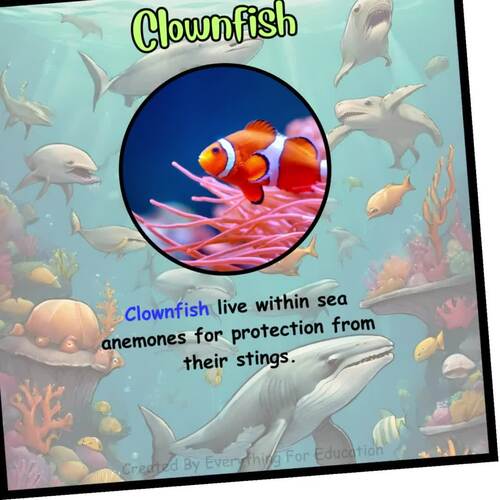 Under the Sea Classroom Adventures. 25 Flash cards with fun Facts for kids