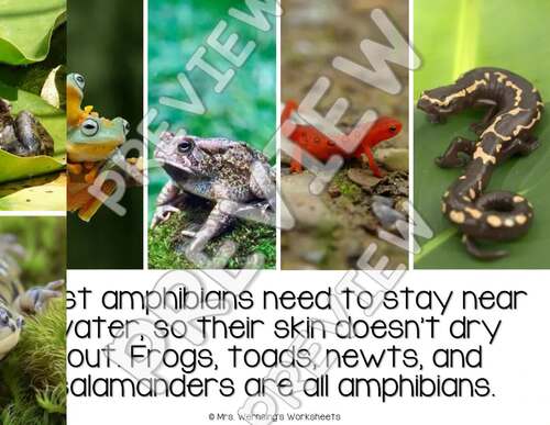 AMPHIBIANS Read-Aloud Lesson & Activities BUNDLE - KINDERGARTEN SCIENCE