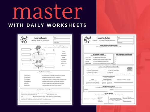 Endocrine System Worksheets + Answer Key | Anatomy & Physiology | Mini ...