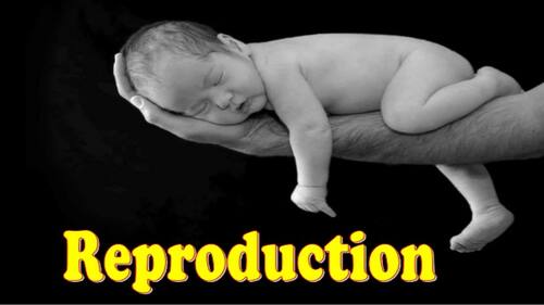 Reproduction Powerpoint Presentation (PPT)/Lesson/Slides by ...