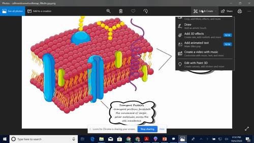 Doodle Map: Cell Membrane Structure by What's up Doc Biology | TPT