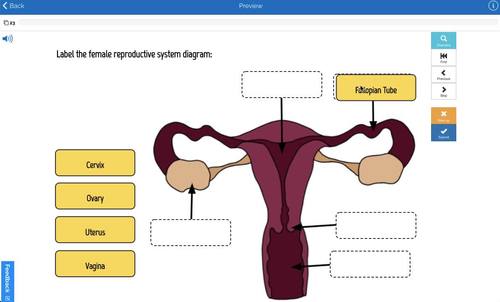 Human Body Systems (Anatomy) BOOM Card Bundle - GROWING! by Science Is ...
