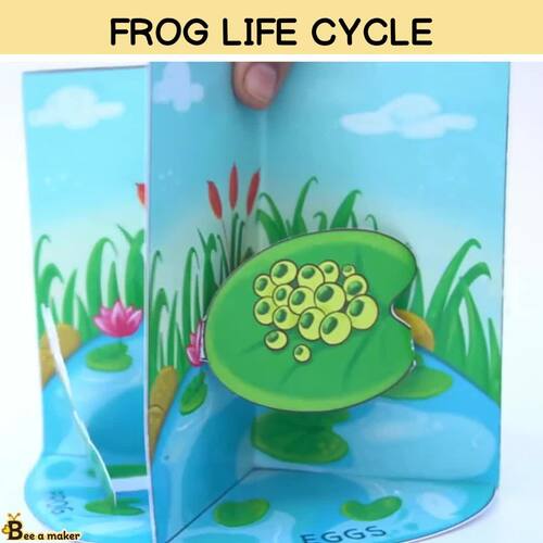 Frog lifecycle 3D craft DIY printable activity by Bee a maker | TPT