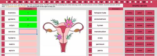 Female Reproductive System Medical Terminology Combining Forms | TPT