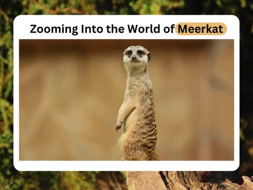 NO PREP All About Meerkats Presentation, a Wild Animal Adventure 3rd ...
