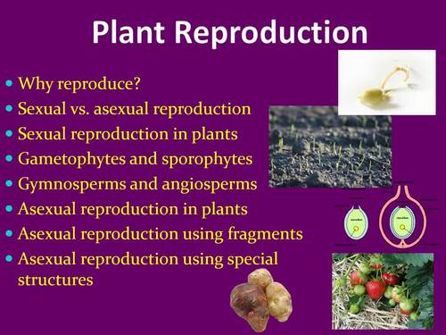 Plant Reproduction - Middle School Biology Lesson by Teach With Fergy