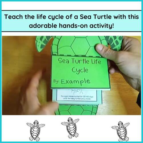 "Life Cycle of a Sea Turtle" | A Cut-and-Paste Accordion Book for an ...
