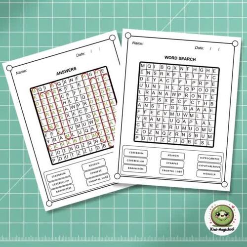 Human Brain Anatomy Labeling | Nervous System Structure & Function (No Prep)