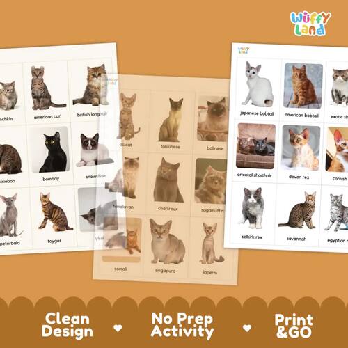Cat Breeds Flashcards | Real Photos Animal Identification Cards for ...