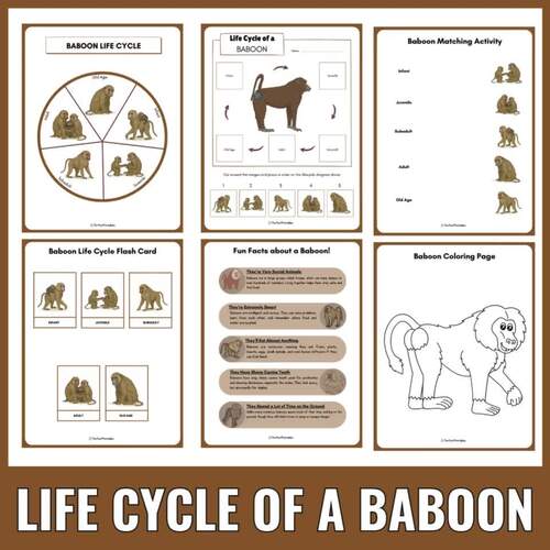Life Cycle of a Baboon: African Primate Science Unit Study & Fun Facts!