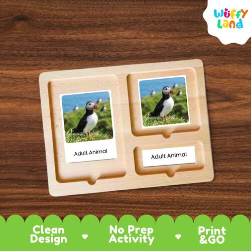 Puffin Life Cycle Flashcards & Montessori 3 Part Cards | Ocean Bird Biology