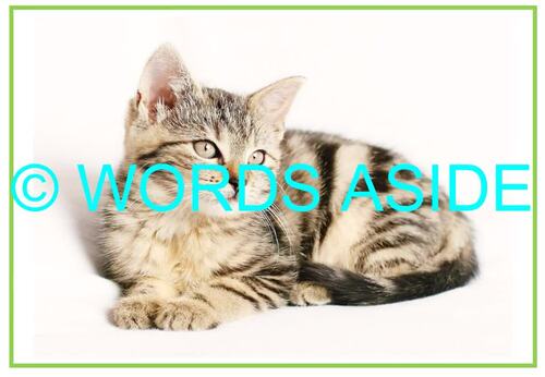 Describe Conversation Speech Prompt Photo Cards ANIMALS by Words Aside