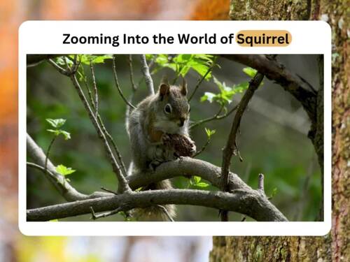 NO PREP All About Squirrels Presentation, a Wild Animal Adventure 3rd ...