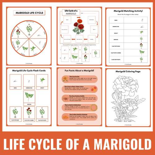 Marigold Life Cycle Worksheet | Flowering Plant Science Unit Study ...