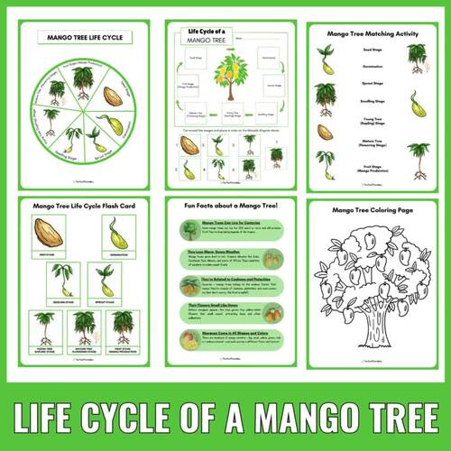Mango Fruit Tree Life Cycle: Plant Botany Science Unit Study Fun Facts