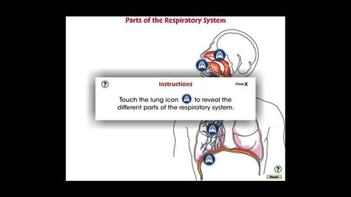 Senses, Nervous & Respiratory Systems: Parts of the Respiratory System ...