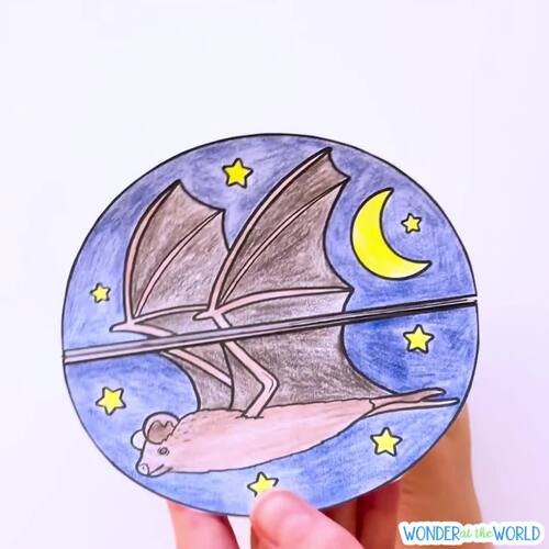 Nocturnal animal life cycle sequencing cut and paste activities owl bat ...