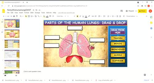 Parts Of The Human Lungs: Drag & Drop Worksheet: Google Slides. Powerpoint