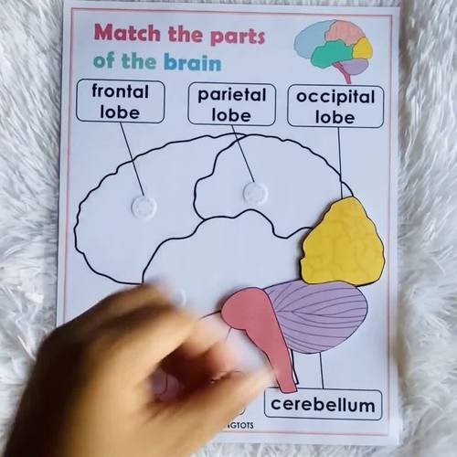 Brain Anatomy Matching Activity, Parts of the Human Brain, Busy Book