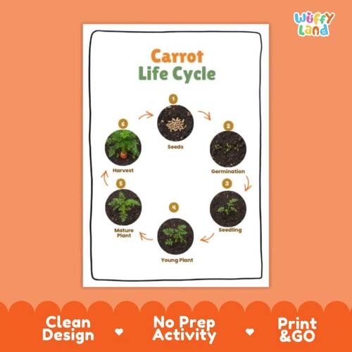 Carrot Life Cycle Activity Worksheet Plant Science Gardening Real Photos
