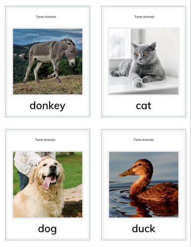 Tame & Wild Animal Vocabulary Flashcards for PreK-G3 by VMI Montessori ...