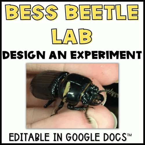 Experimental Design with Bess Beetles! - SCIENTIFIC METHOD LAB | TPT
